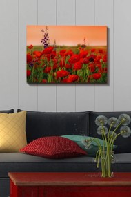 Obraz na plátně Poppy field  50x70 cm