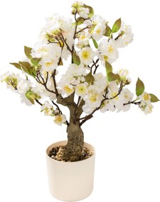 Sakura – třešeň v květináči 50 cm