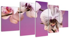 Moderní obrazy - orchidej