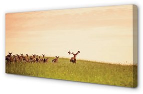 Obrazy na plátně Stádo jelenů pole svítání 140x70 cm