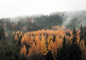 Fototapeta - Podzimní les (245x170 cm)