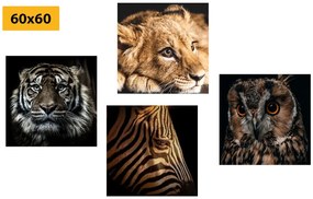 Set obrazů divoká zvířata Varianta: 4x 40x40