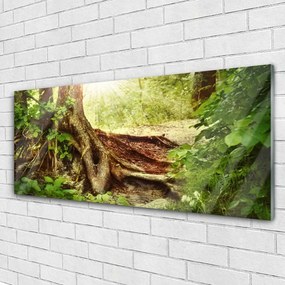 Plexisklo-obraz Strom Kmen Příroda Les 125x50 cm