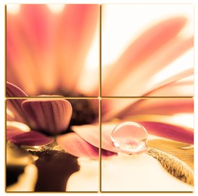 Obraz na plátně - Kapka rosy na lupenech květu - čtverec 380QD (100x100 cm)