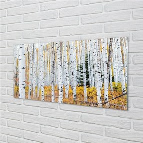 Obraz na skle podzimu bříza 120x60 cm