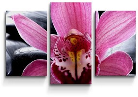 Sablio Obraz - 3-dílný Růžová orchidea - 75x50 cm