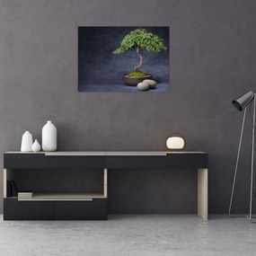 Skleněný obraz - Bonsai (70x50 cm)