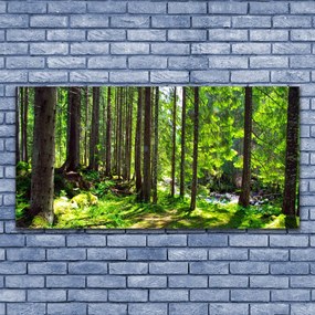 Plexisklo-obraz Les Stromy Rostlina Příroda 120x60 cm