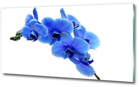 Wallmuralia Foto obraz fotografie na skle Modrná orchidej 100x50