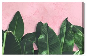 Obraz Tropické Rostliny Na Růžovém Pozadí Nedostatek Nedostatek Plátno Canvas 40x30