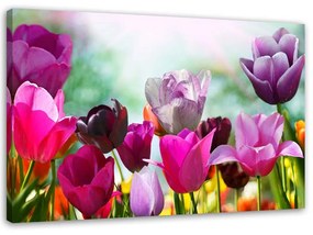 Gario Obraz na plátně Barevné tulipány na louce Rozměry: 60 x 40 cm