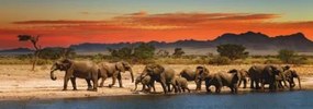 Sloni u vody - 35 x 100 cm