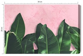 Obraz Tropické Rostliny Na Růžovém Pozadí Nedostatek Nedostatek Přírodní plátno 90x60