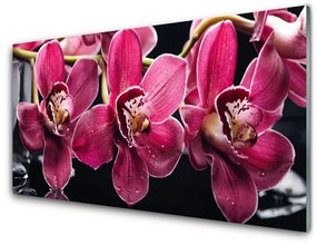 Obraz na skle Květiny Orchideje  Výhonky Příroda 100x50 cm