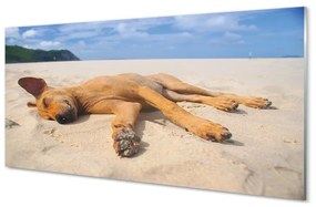 akrylový obraz Ležící pes pláž 140x70 cm
