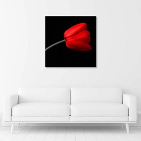 Gario Obraz na plátně Červený tulipán květ Rozměry: 30 x 30 cm