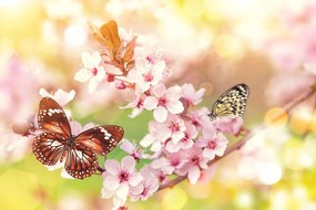 Tapeta jarní květiny s exotickými motýly