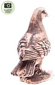 Domácí holub Kamil