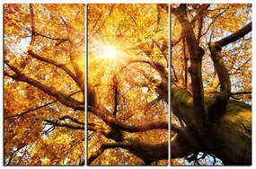 Obraz na plátně - Slunce přes větve stromu 1240B (90x60 cm  )
