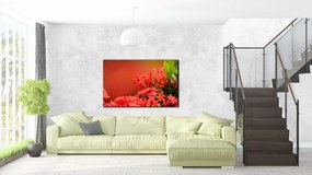 Malvis ® Moderní obraz - červené květy Velikost (šířka x výška): 150x100 cm