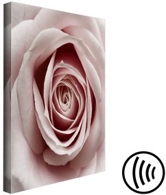Obraz Růžové kouzlo (1 díl) - Rozkvétající růže v pastelovém odstínu