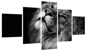 Černobílý obraz lva (125x70 cm)