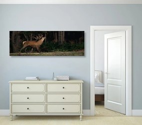 Obraz majestátní jelen Varianta: 120x40