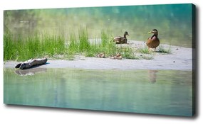 Wallmuralia Foto obraz na plátně Kachny nad vodou 100x50