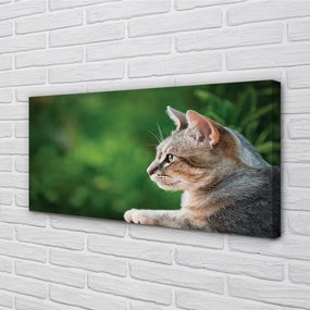 Obrazy na plátně vypadající kočka 120x60 cm