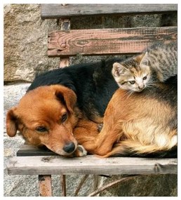 DIMEX | Vliesová fototapeta na zeď Kočka a pes MS-3-0221 | 225 x 250 cm | černá, hnědá, šedá