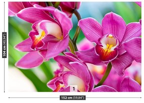 Fototapeta Růžové orchideje 104x70