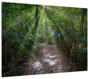 Skleněný obraz - Sluneční paprsky v džungli (70x50 cm)