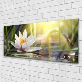 Plexisklo-obraz Vodní Lilie Slunce Rybník 125x50 cm