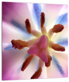 Obraz - Květ tulipánu v detailu (30x30 cm)