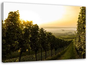 Gario Obraz na plátně Zelená vinice Rozměry: 60 x 40 cm