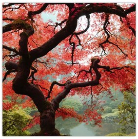 Obraz červeného japonského javoru, Portland, Oregon (30x30 cm)