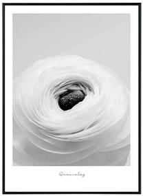 Flower ranunculus - 50x70 cm Obraz