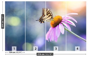 Fototapeta Echinacea Butterfly 104x70