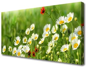 Obraz na plátně Sedmikráska Rostlina Příroda 100x50 cm
