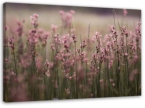 Obraz na plátně Polní květiny Růžová příroda - 90x60 cm