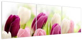 Obraz pučících tulipánů (150x50 cm)