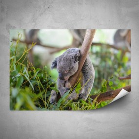 Plakát - Koala (60x40 cm) - PopyDesign