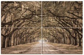Obraz na plátně - Historické dubové stromy lemované polní cestou 1239FE (90x60 cm)