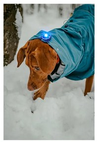 LED světlo na obojek Blue – Orbiloc