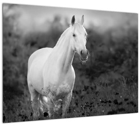 Skleněný obraz bílého koně na louce, černobílá (70x50 cm)