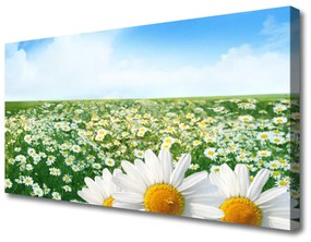 Obraz na plátně Sedmikrásky Květiny Louka Pole 100x50 cm
