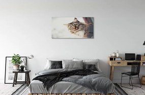 Obraz na skle Mainská mývalí kočka 140x70 cm