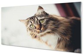 Obraz na skle Mainská mývalí kočka 140x70 cm