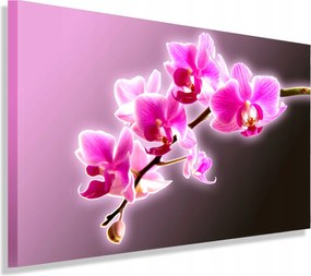 Obraz Růžový Orchidej Obrazy Canvas 100x70