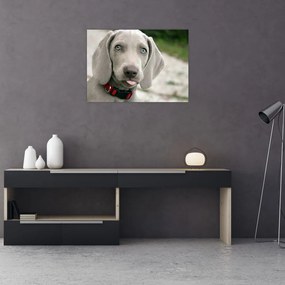 Skleněný obraz - štěně výmarský ohař (70x50 cm)